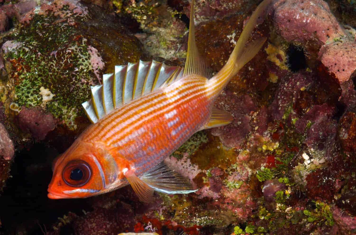 Squirrelfish Fish Facts - A-Z Animals