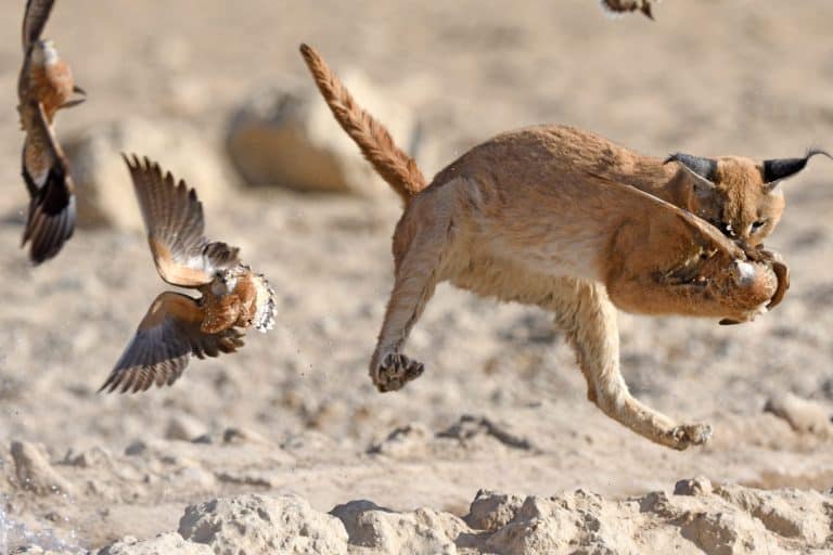 Meet the Caracal, the Wild Cat with Amazing Ears - A-Z Animals