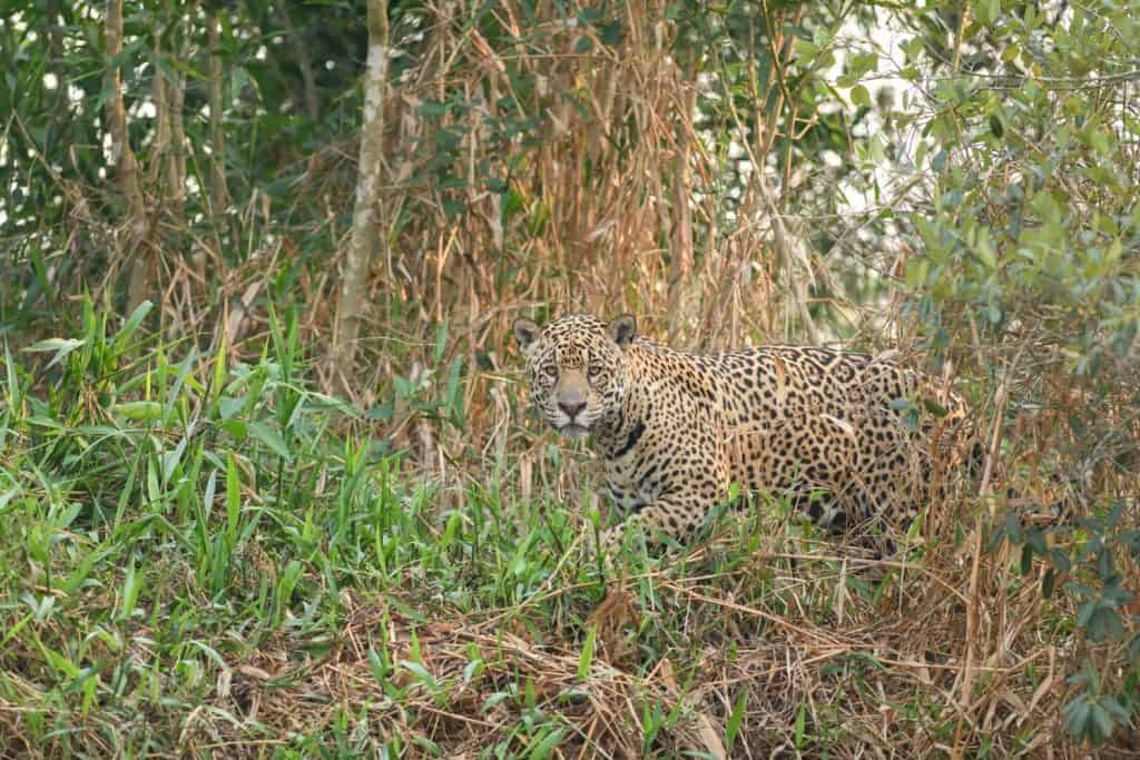 Meet 10 Masters of Camouflage in the Rainforest - A-Z Animals