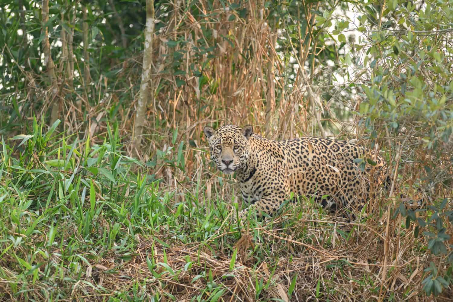 The 19 Most Playful Pets - A-Z Animals Slideshows