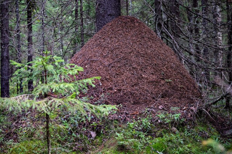 How Argentine Ants Built the Largest Colony on Earth - A-Z Animals