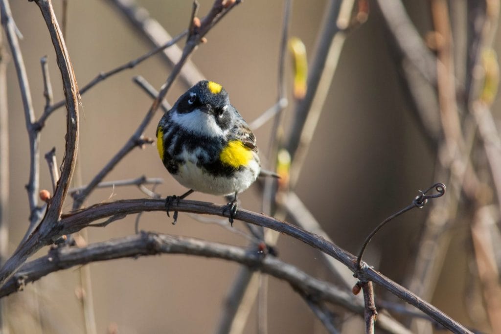 The Central Flyway Migration Pattern of Warblers This Fall - A-Z Animals