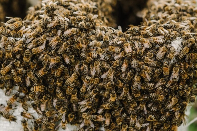 How Bees Swarm Their Queen to Create a New Colony - A-Z Animals