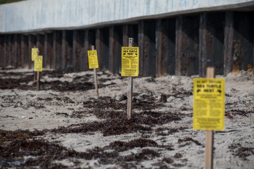 Florida Sea Turtles Are on Track to Have a Record-Breaking Nesting ...