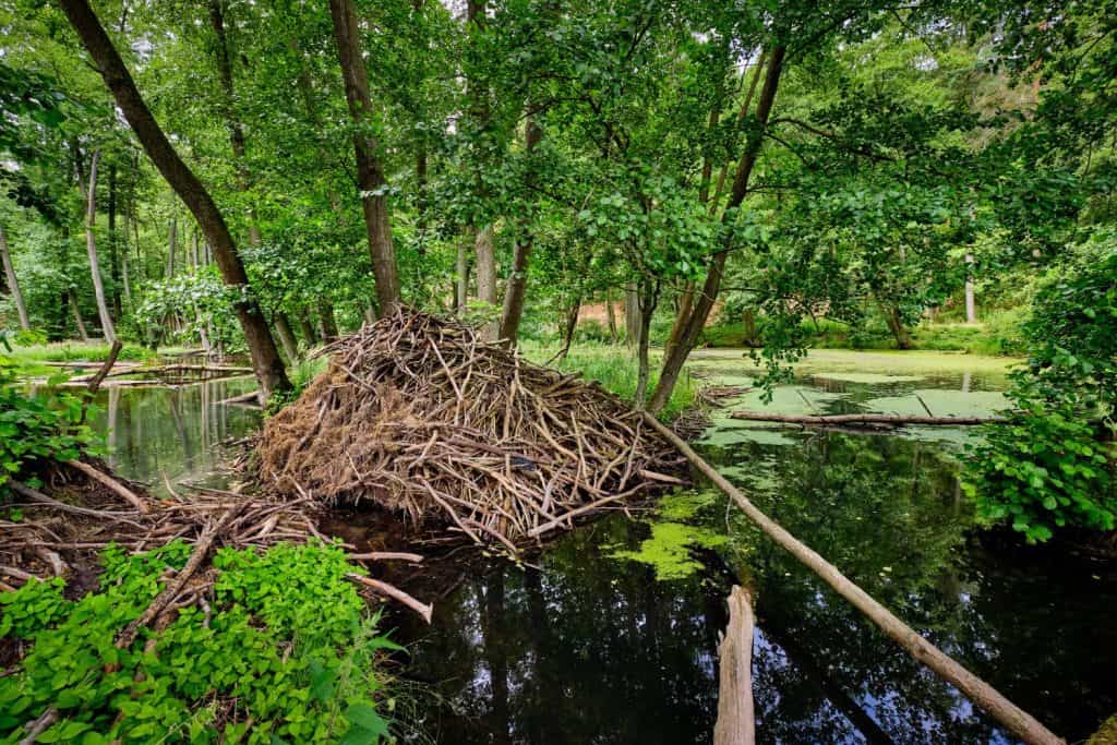 Beaver Dam vs. Muskrat Lodge: Which Structure Is in Your Pond? - A-Z ...