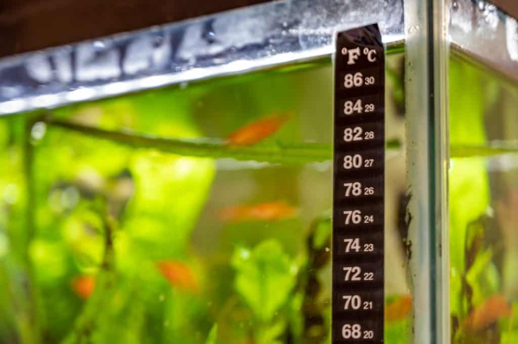 The Biggest Causes of Stress in Pet Goldfish - A-Z Animals