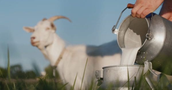 How to Know If Your Goat Is Sick - A-Z Animals