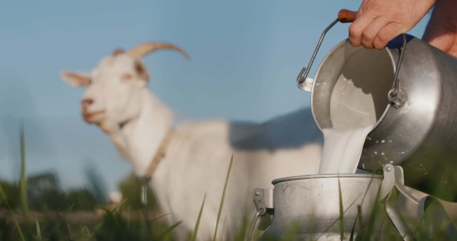How to Know If Your Goat Is Sick - A-Z Animals