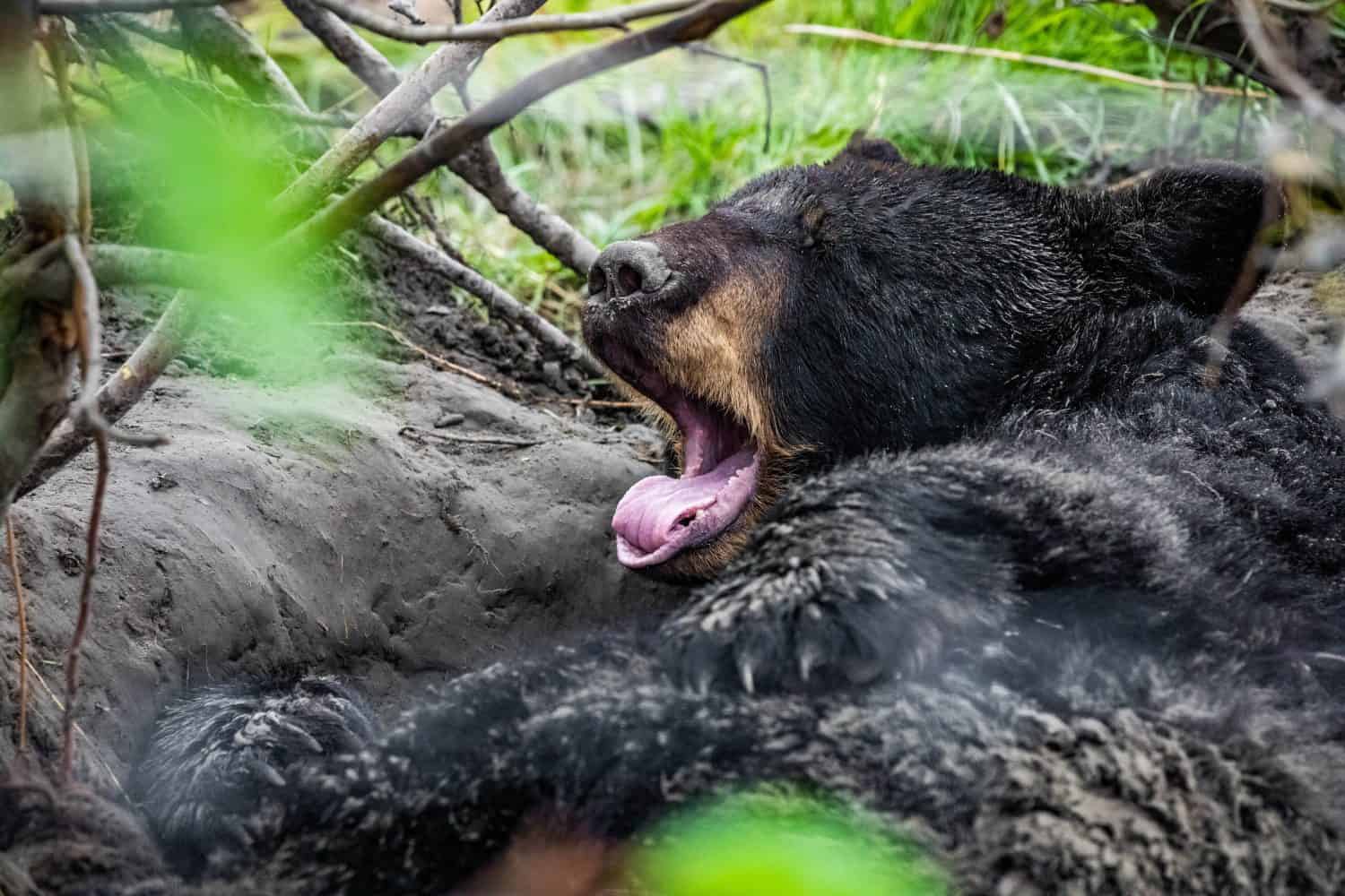 The New Record for Heaviest Black Bear Ever Snared in Maine - A-Z Animals