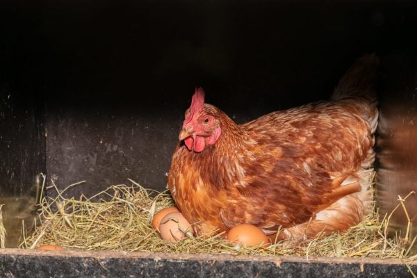 Why Chickens Sing Egg Songs and Other Quirky Bird Behaviors - A-Z Animals
