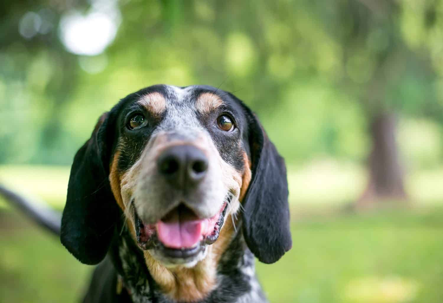 Bluetick Coonhound Dog Breed Complete Guide - A-Z Animals