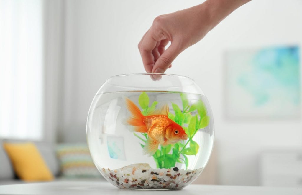 How to Know If Your Fish Is Dying (and What to Do ASAP) - A-Z Animals