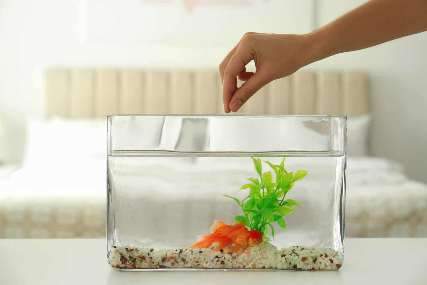 Feral Goldfish are Nearing "Invasive" Levels in Canada - A-Z Animals