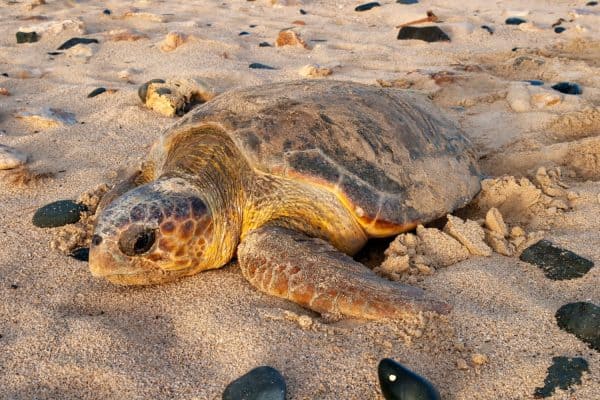 The Mating Rituals of Turtles: From Courtship to Delivery - A-Z Animals