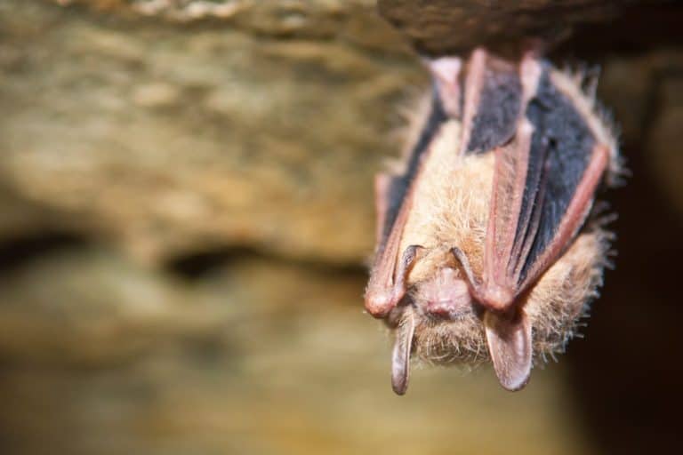 Discover Hellhole Cave and the Endangered Bats That Live Within - A-Z ...