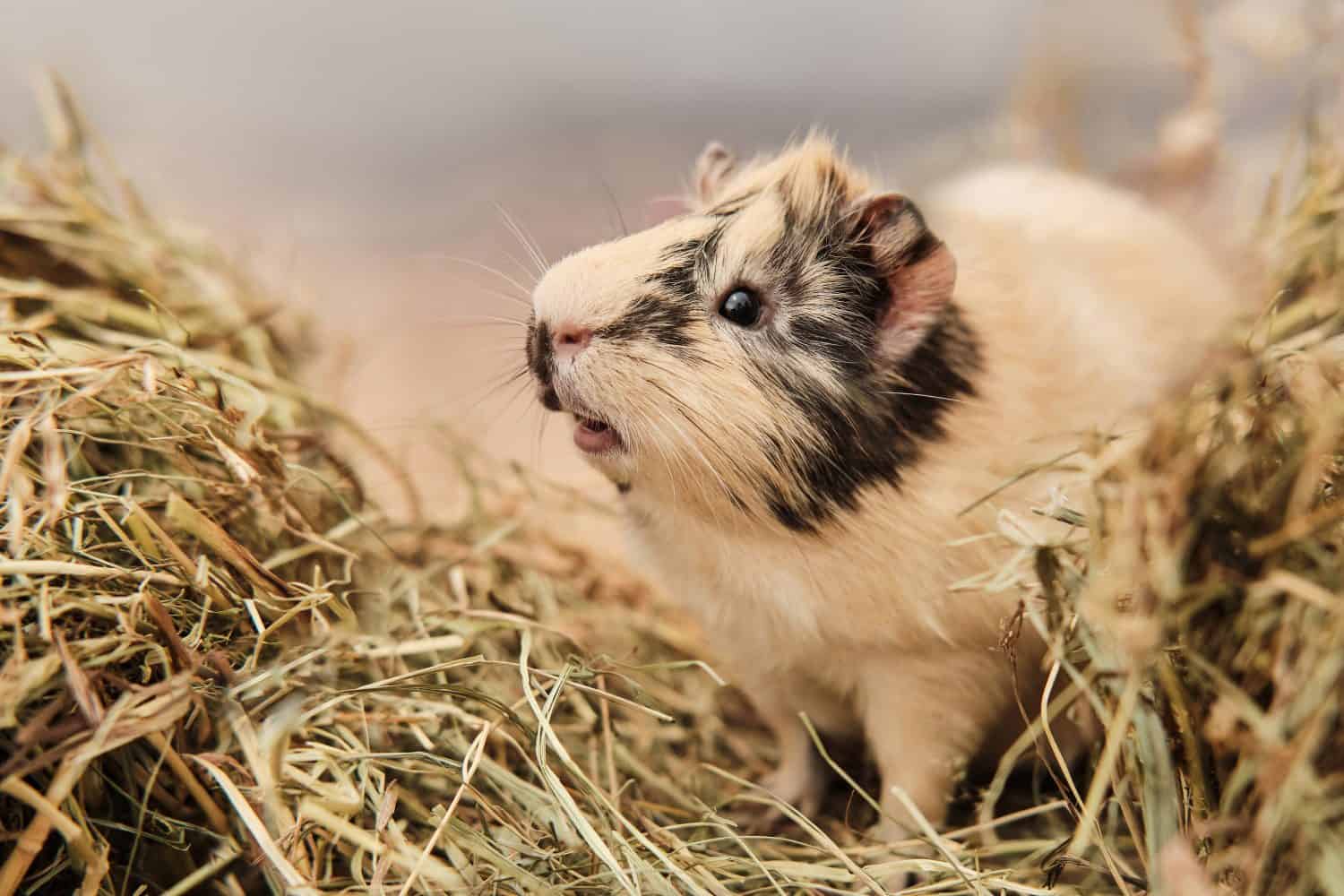 11 Ways to Ensure Your Guinea Pig Stays Happy and Healthy - A-Z Animals