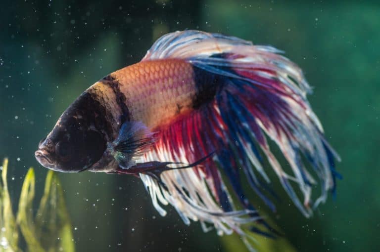 How to Know If Your Fish Is Dying (and What to Do ASAP) - A-Z Animals