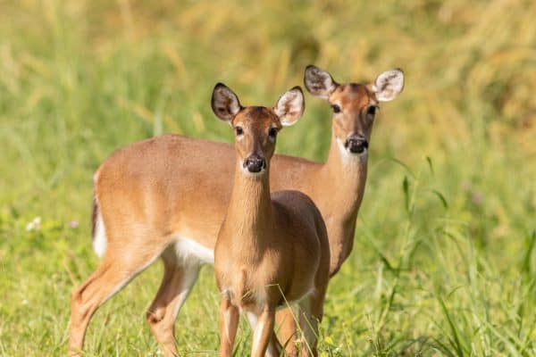 Wildlife Watching in Gooseberry Falls State Park (Minnesota) - A-Z Animals