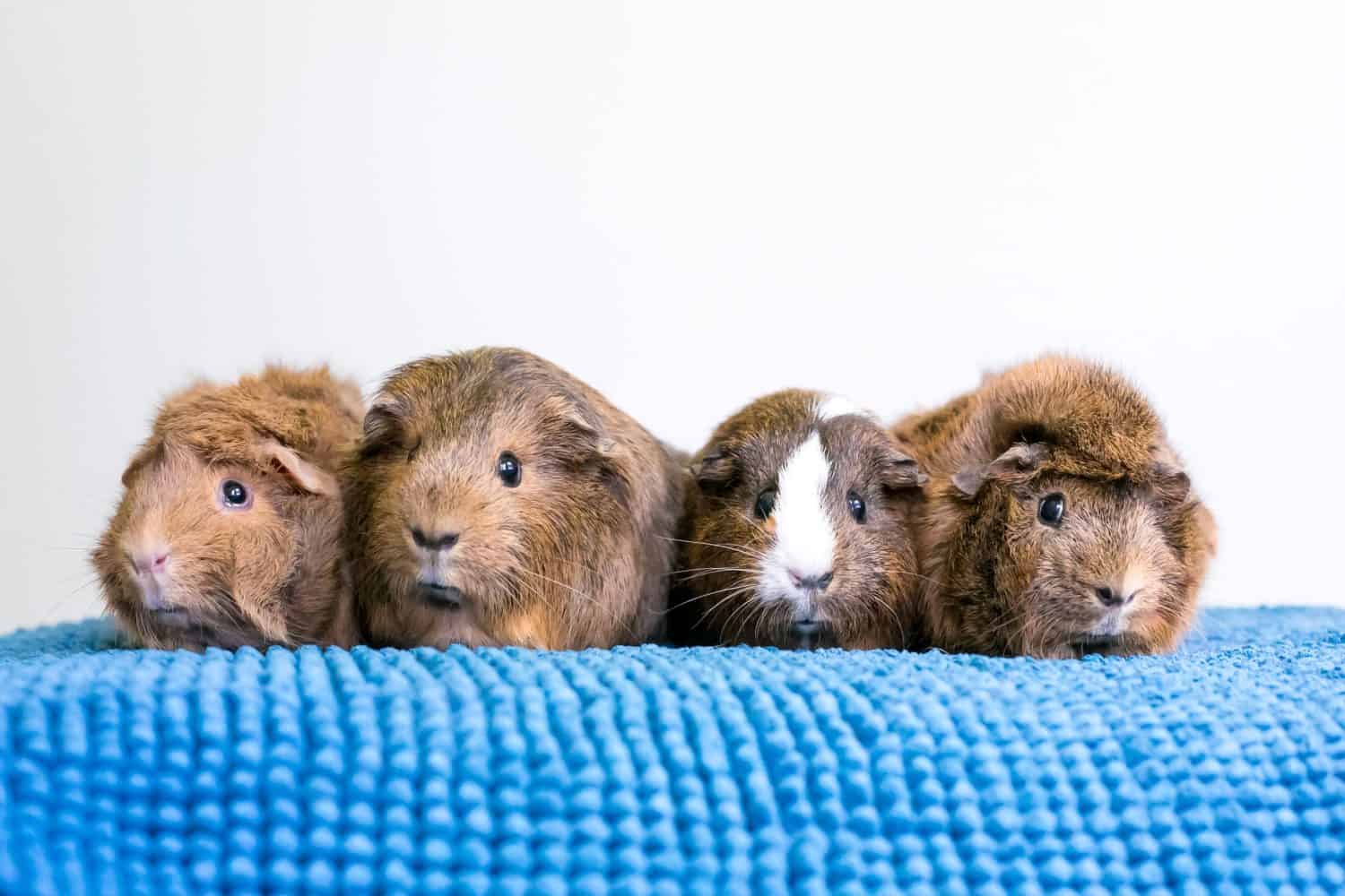The Legendary Guinea Pig Who Fathered Hundreds of Offspring - A-Z Animals