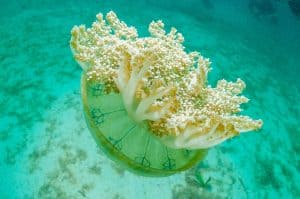 The Complete Guide to Wildlife at Biscayne National Park - A-Z Animals