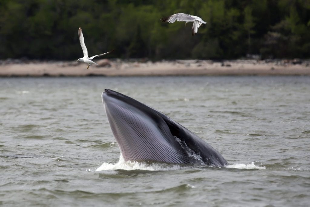 Gentle Minke Whale Surprises Boaters in the North Sea - A-Z Animals