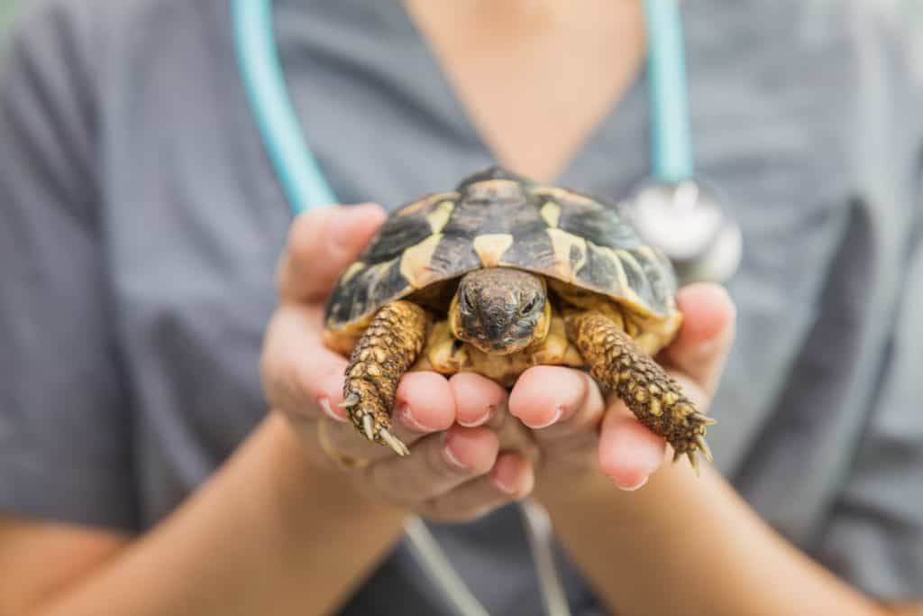 4 Easy Ways to Know Your Pet Turtle Is Sick - A-Z Animals