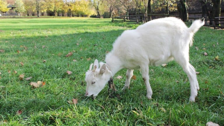 How to Know If Your Goat Is Sick - A-Z Animals
