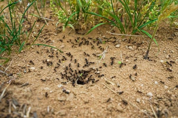 Why Sick Crows Need Ants - A-Z Animals