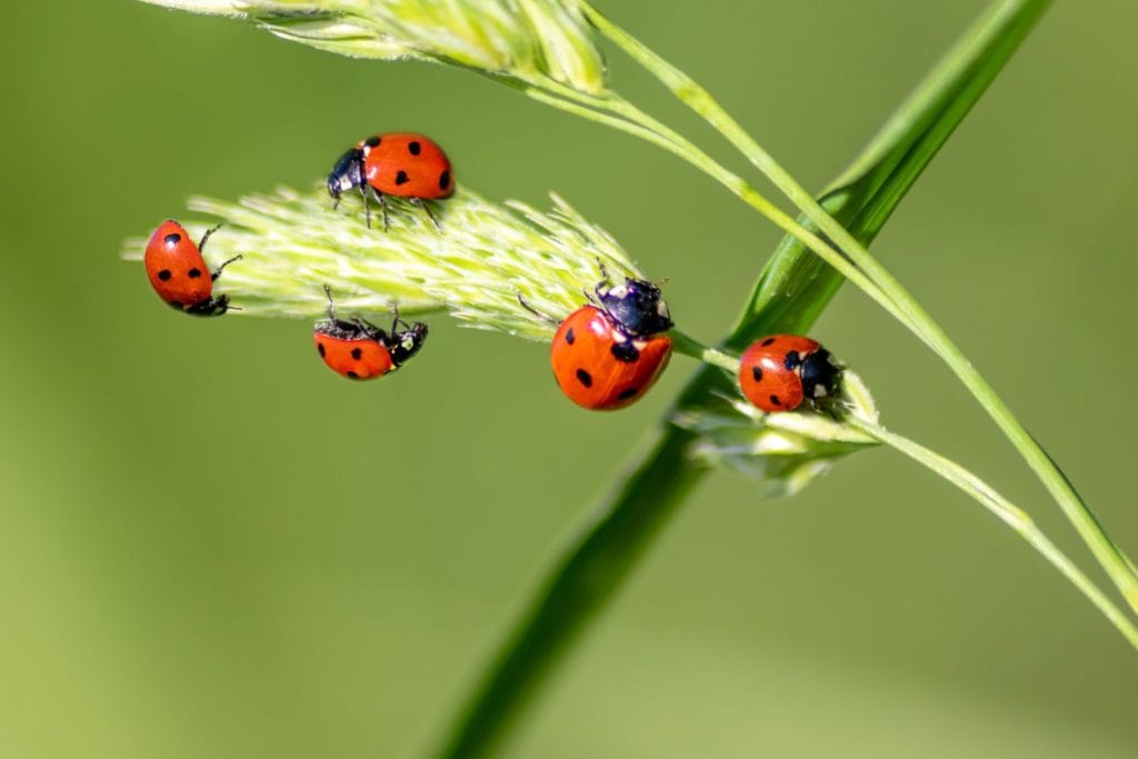 Everything You Need to Know About Ladybug Poop - A-Z Animals