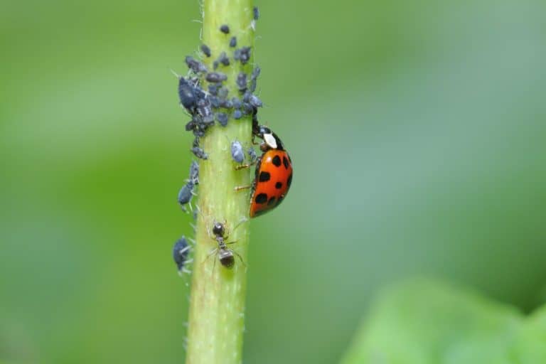 Why Gardeners Use Ladybugs to Fight Aphid Infestations - A-Z Animals