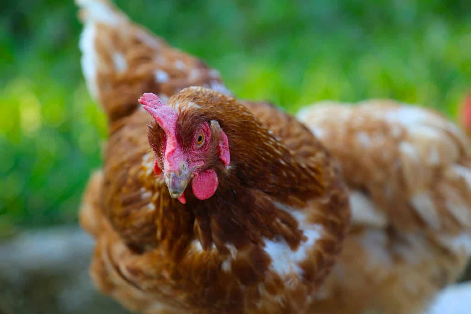 17 Animals That Readily Adapt to Changes in Their Environment - A-Z ...