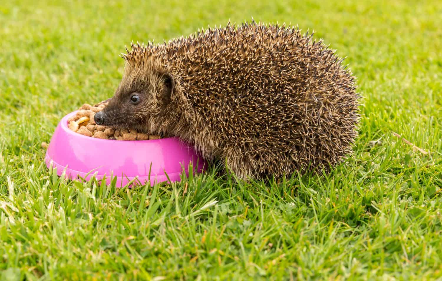 Is Your Hedgehog Unhappy? Here's How to Tell. - A-Z Animals