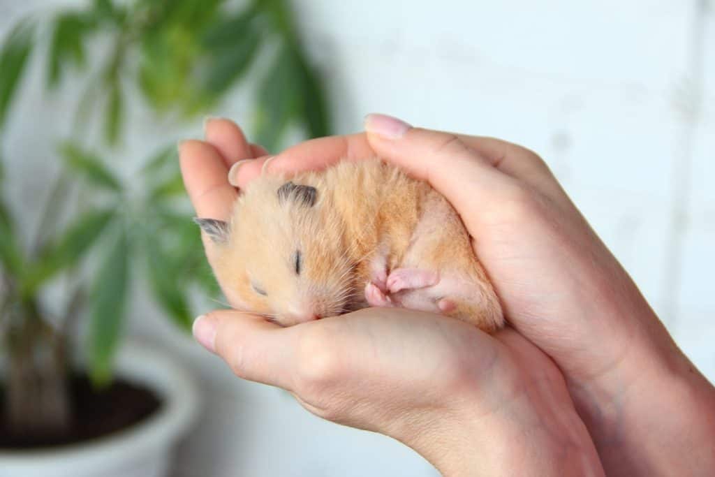 How to Tell If Your Hamster Is Unhappy - A-Z Animals