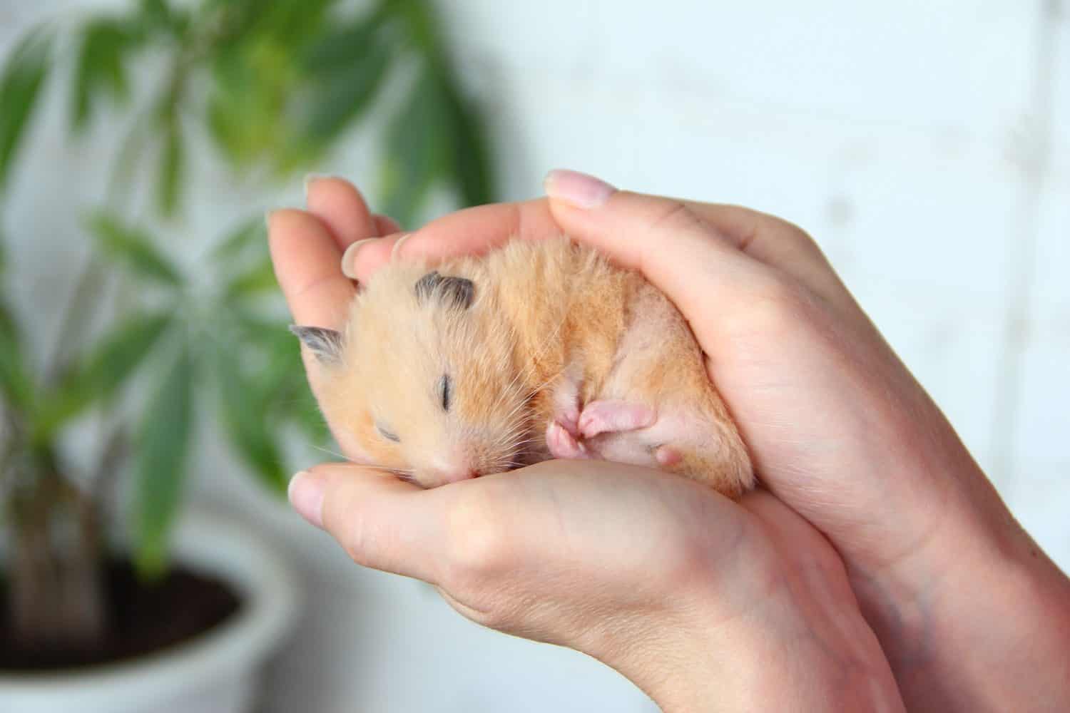 What Your Hamster Is Trying to Tell You - A-Z Animals