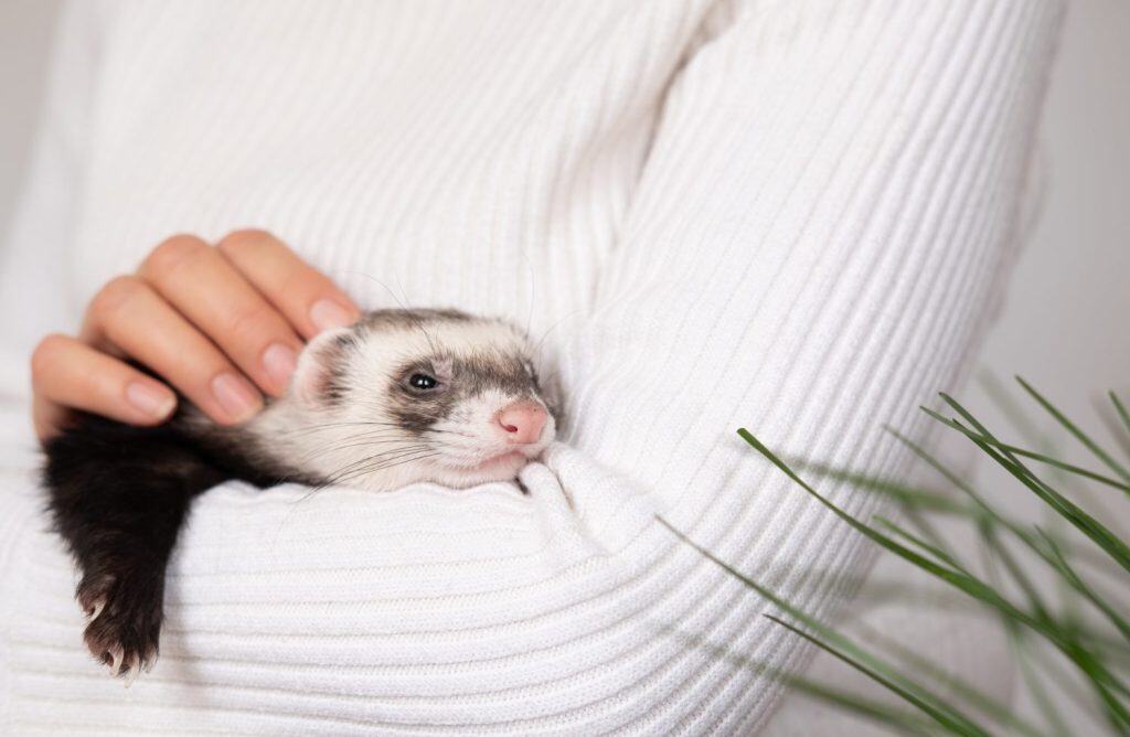 Are Ferrets Good Pets for Kids? Experts Weigh In - A-Z Animals