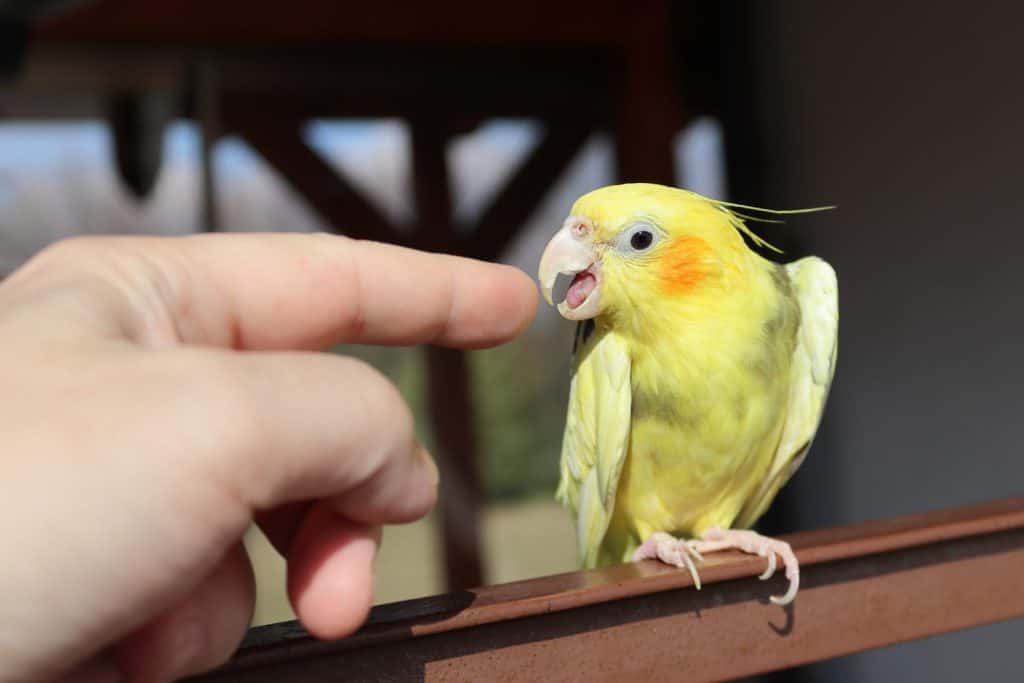 6 Signs Your Parrot May Be Stressed Out - A-Z Animals