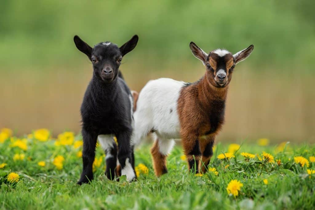 Male vs. Female Goats: 4 Key Differences - A-Z Animals