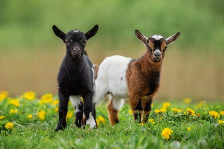 How to Know If Your Goat Is Sick - A-Z Animals
