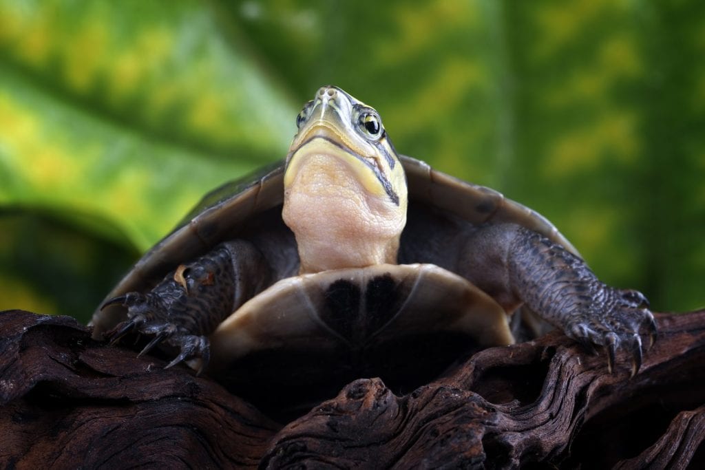 Why Box Turtles Are Prized But Difficult to Keep as Pets - A-Z Animals