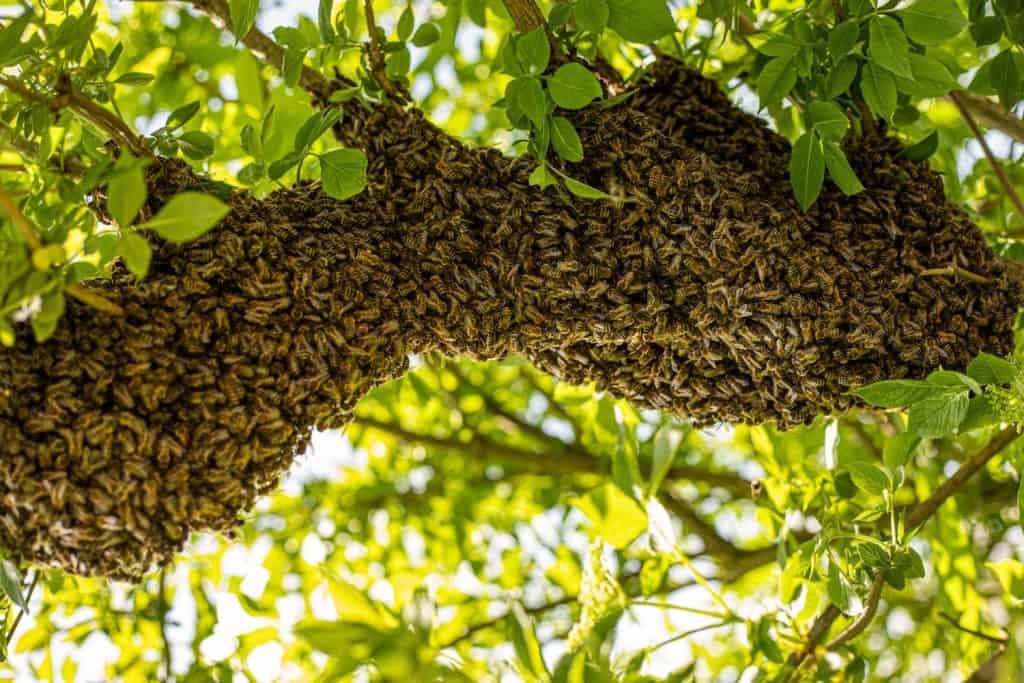 How Bees Swarm Their Queen to Create a New Colony - A-Z Animals