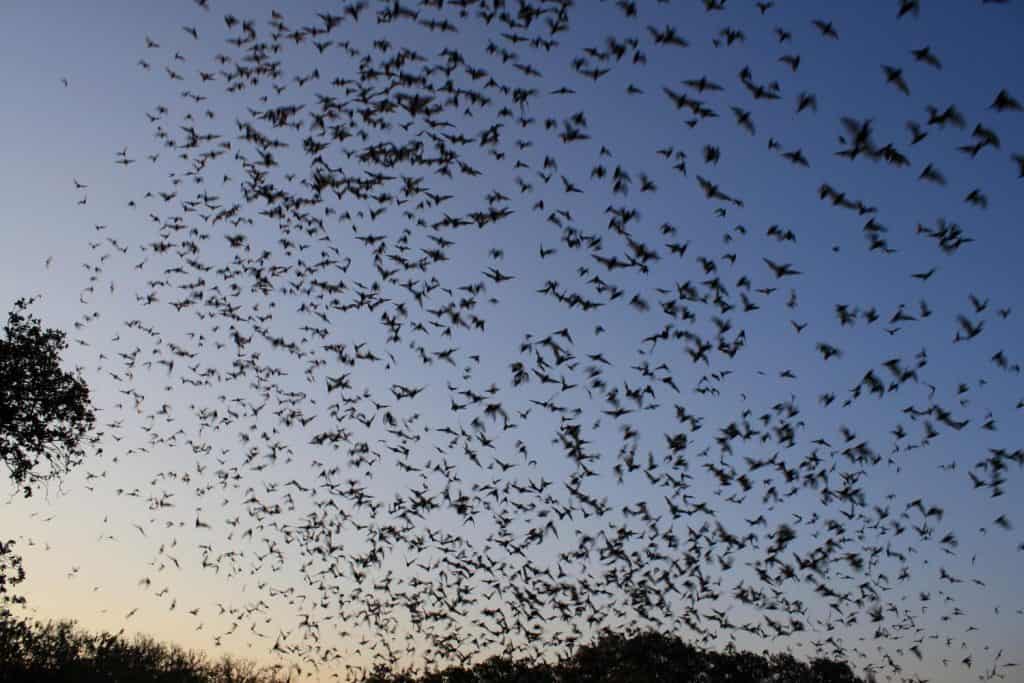 Why 20 Million Bats Are Swarming This Texas Cave - A-Z Animals