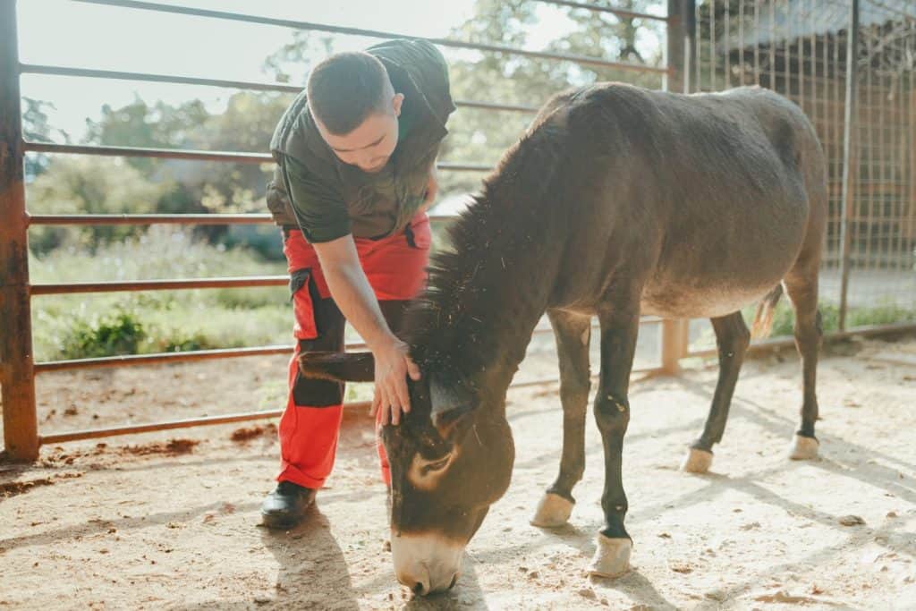 These Are 10 Things That Make Donkeys Happy - A-Z Animals