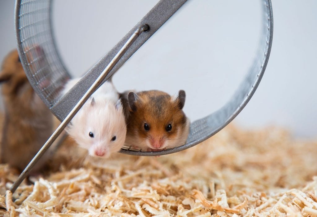 How to Tell If Your Hamster Is Unhappy - A-Z Animals