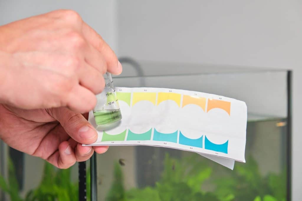 How to Know If Your Fish Is Dying (and What to Do ASAP) - A-Z Animals
