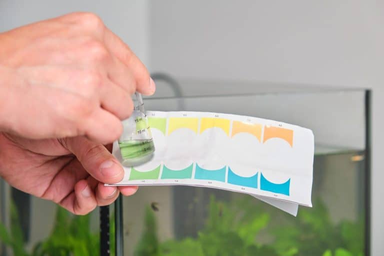 How to Know If Your Fish Is Dying (and What to Do ASAP) - A-Z Animals