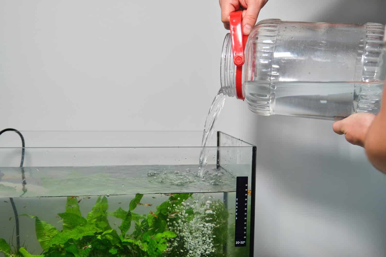 How to Clean a Fish Tank Without Killing Beneficial Bacteria - A-Z Animals