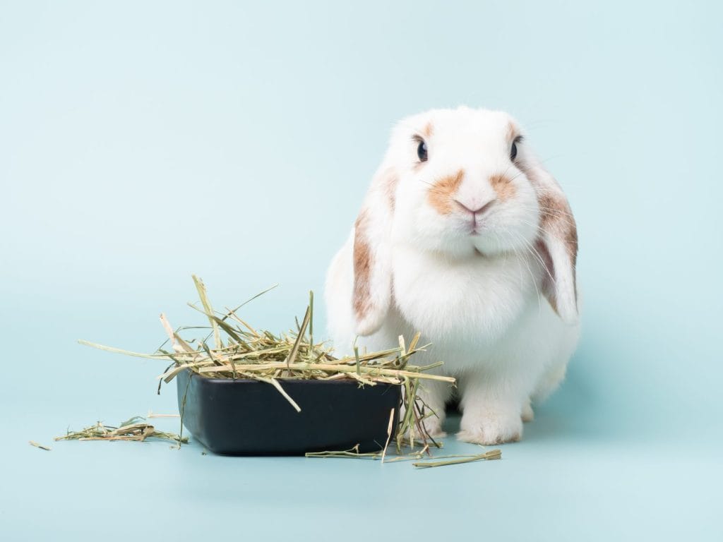 These Are 10 Foods Rabbits Should Never Eat - A-Z Animals