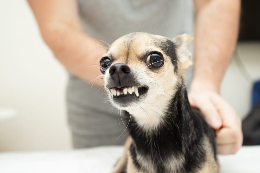 Common Warning Signs Your Dog May Be in Pain - A-Z Animals