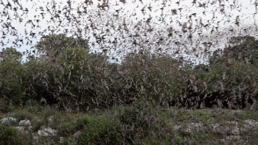 Why 20 Million Bats Are Swarming This Texas Cave - A-Z Animals