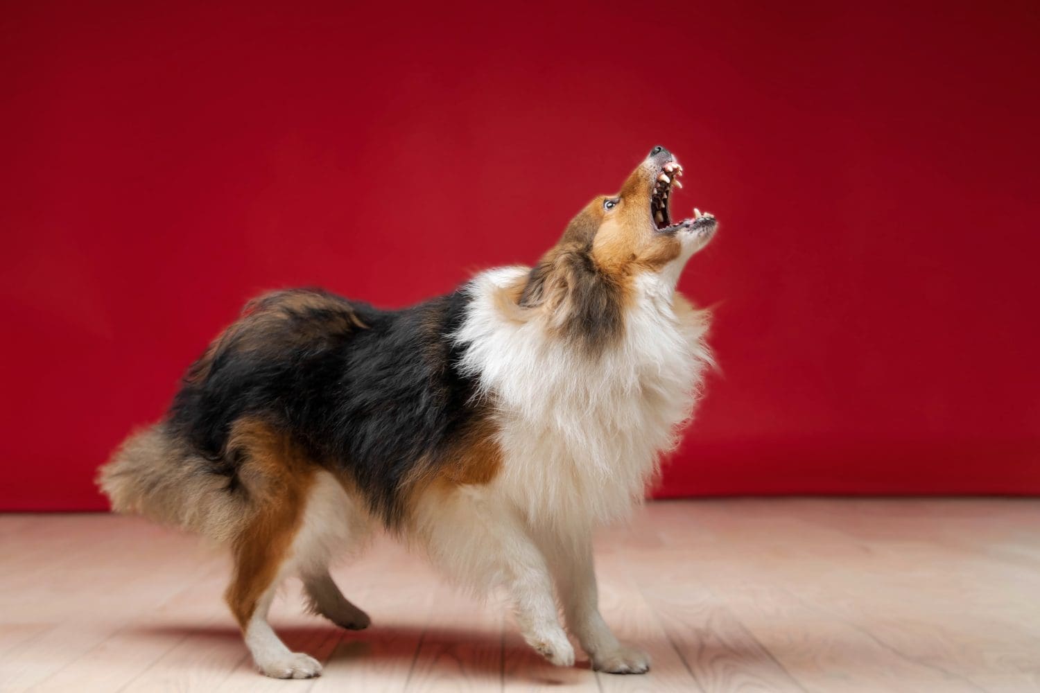 Positive Reinforcement vs. Dominance-Based Dog Training: What Science ...
